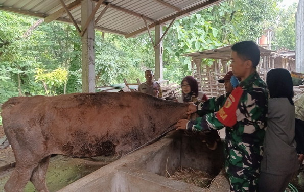 Babinsa Desa Rejosari Dampingi Vaksinasi PMK pada Ternak Sapi Warga - Nenemonews